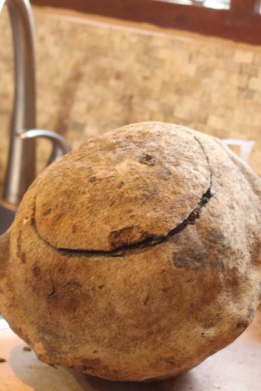 My Chutney Garden: Monkey Pots