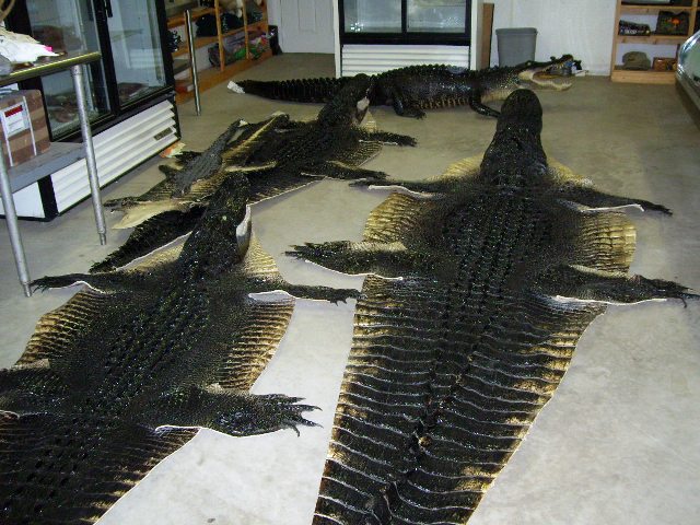 Cordray's: ALLIGATOR RUG SPECIAL! LESS THAN 10 FT. IS $200 PER FT!