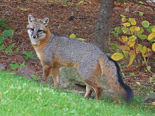 CEDAR RIDGE - A DOOR TO THE SUPERIOR NATIONAL FOREST: GRAY FOX