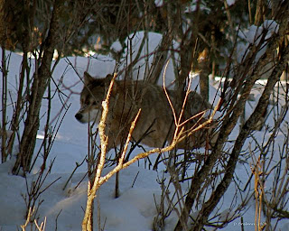 CEDAR RIDGE - A DOOR TO THE SUPERIOR NATIONAL FOREST: WOLVES OF CEDAR RIDGE