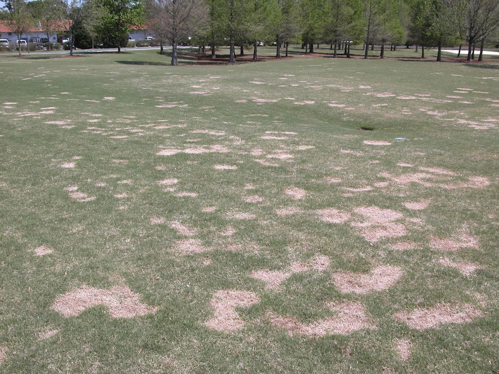 Turfgrass disease updates for golf courses: A New Option for Spring ...