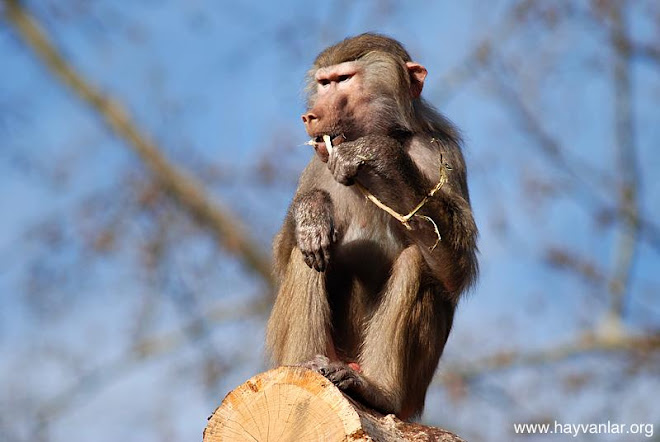 hayvan dostu: başladı