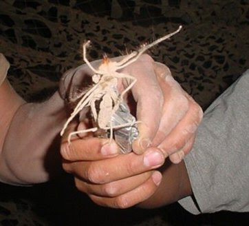 Meads Family Habitat