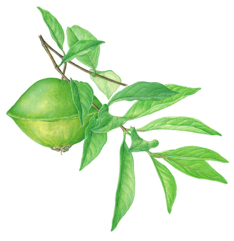 Alô Bairro Demétria!: Cambuci