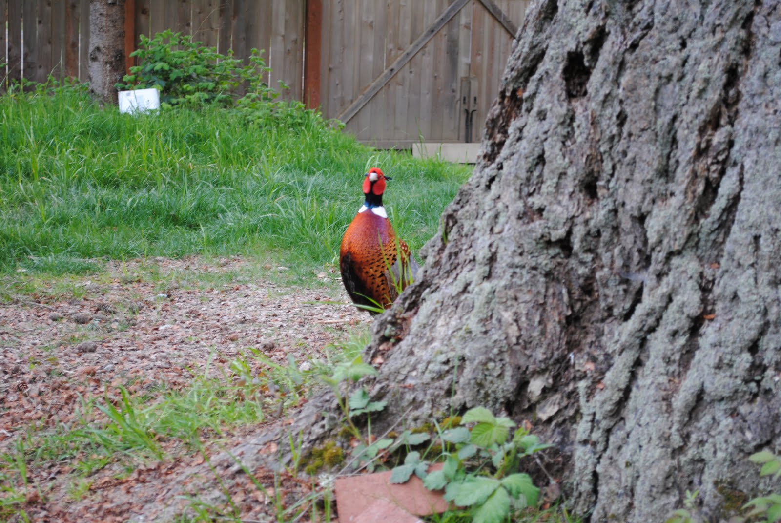 SPSCC Thursday PHOTOGRAPHERS: My Pet Pheasant
