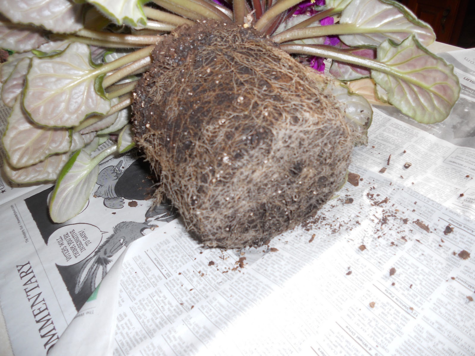 How to Care for African Violets