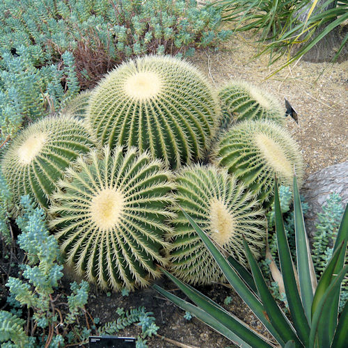 Hooked on Photo Memes: 082. X is for xerophyte