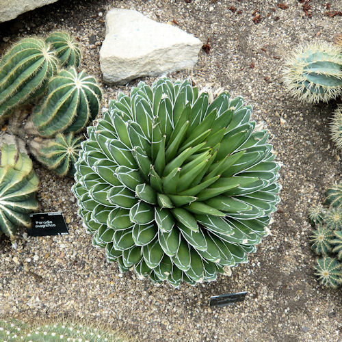 Hooked on Photo Memes: 082. X is for xerophyte