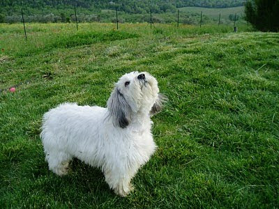 The Adventures of Maxdog in South Africa: DIGBY...SADLY MISSED...