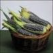 Zone 10 Gardener: Dwarf Sweet Corn