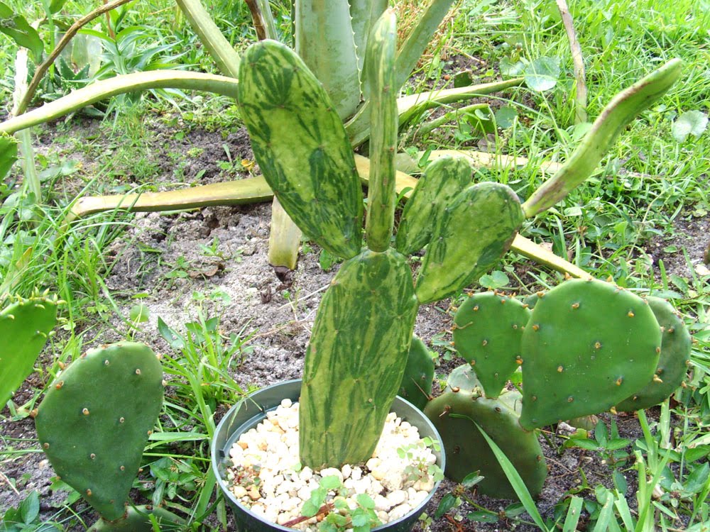 The Plant Princess: Variegated Cactus