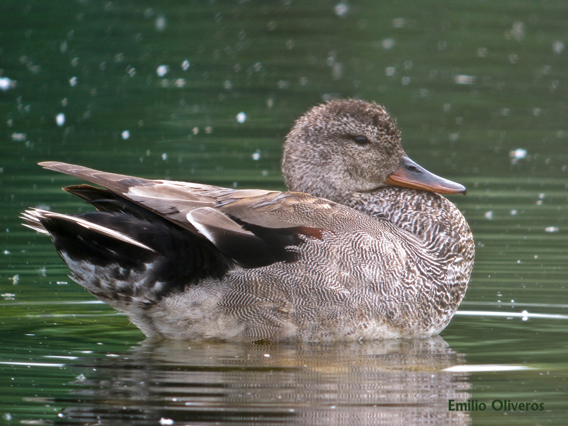 HEGAZTIKLIK: ÁNADE FRISO (Anas strepera)