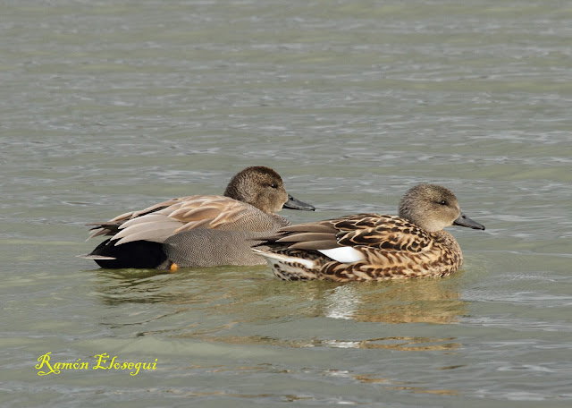 HEGAZTIKLIK: ANADE FRISO (Anas strepera)