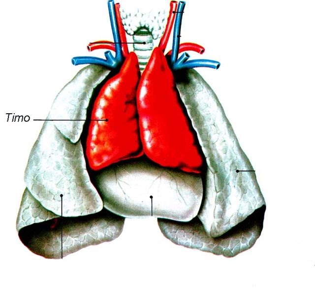 Observatório Cósmico: Glandula Timo. A chave da imunidade e da energia ...