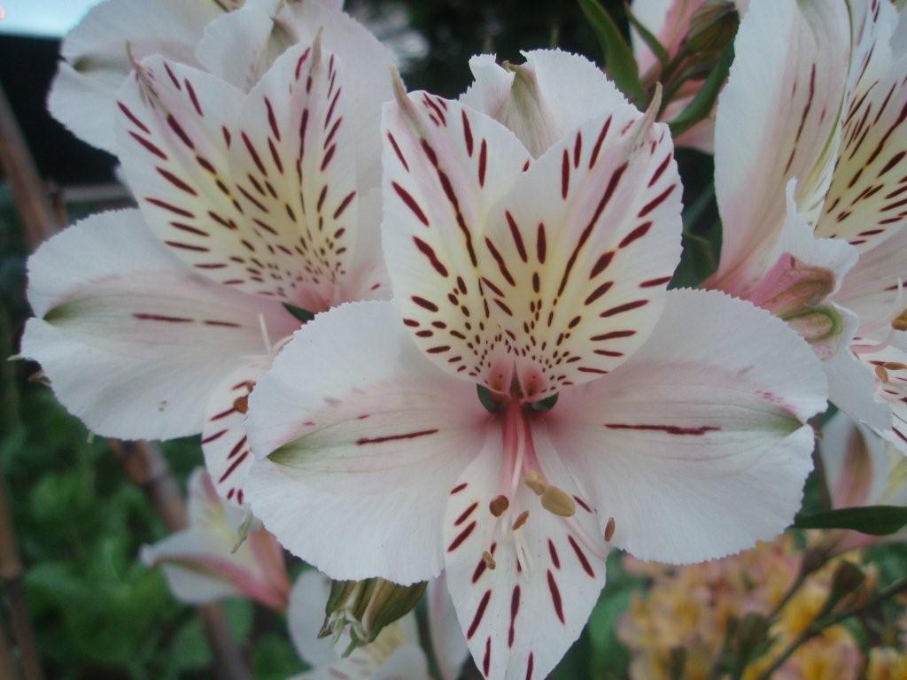Garden... Evermore: Astromélias III