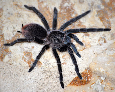 Dominican Spiders: Theraphosidae - Phormictopus sp.