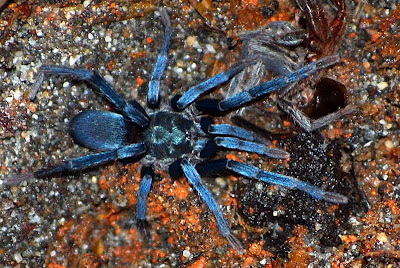 Dominican Spiders: Theraphosidae, Holothele sericea