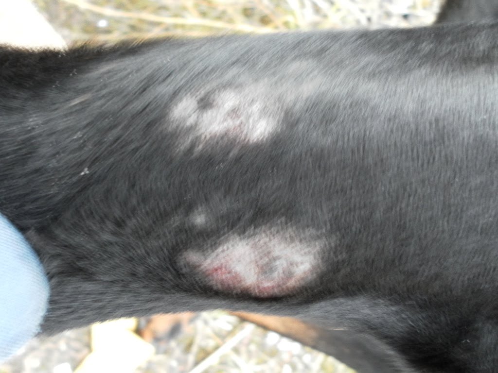 Southchase´s Polly Anna: Fox Bite