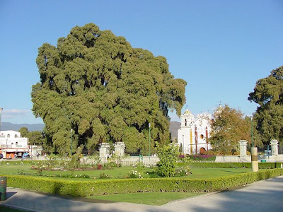Génesis Encounter: Ahuehuete... árbol nacional de México.