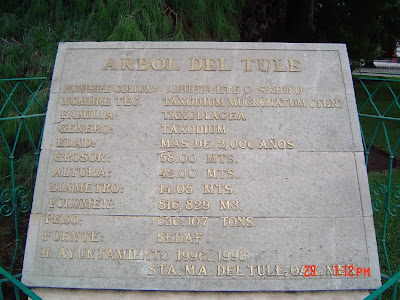 Génesis Encounter: Ahuehuete... árbol nacional de México.