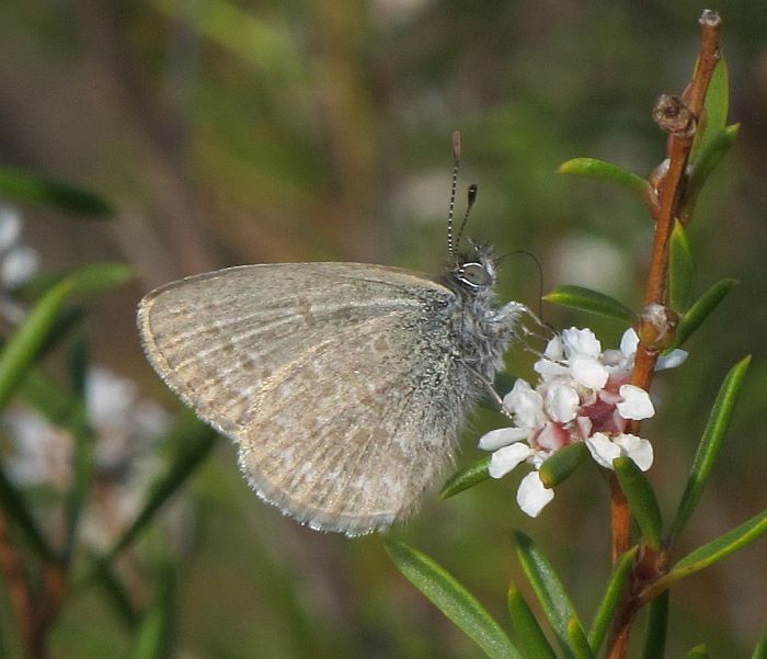 Esperance Fauna: Zizina labradus - Common Grass-blue Butterfly