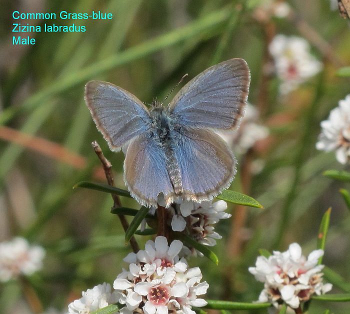 Esperance Fauna: Zizina labradus - Common Grass-blue Butterfly