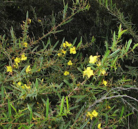 Esperance Wildflowers: Labichea lanceolata subsp. lanceolata