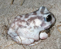Esperance Fauna: Sand Frog - Heleioporus psammophilus