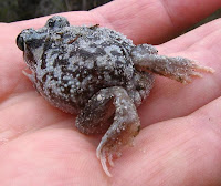 Esperance Fauna: Sand Frog - Heleioporus psammophilus