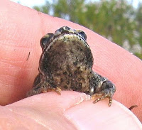 Esperance Fauna: Quacking Frog - Crinia georgiana