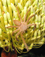 Esperance Fauna: Huntsman Spiders - Heteropodidae/Sparassidae spp.
