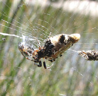 Esperance Fauna: Garbage line spider - Cyclosa species