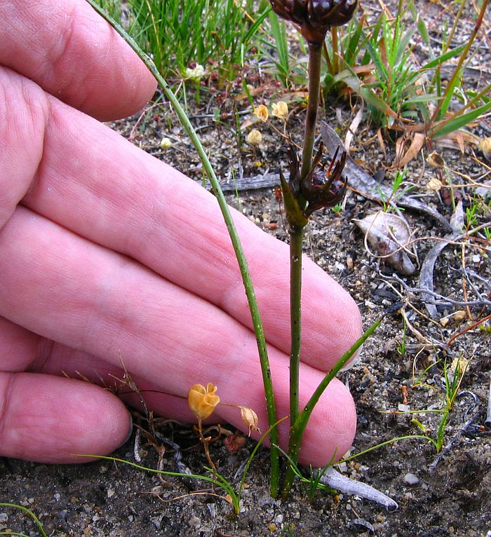 Esperance Wildflowers: Haemodorum brevisepalum – Short Sepal Bloodroot