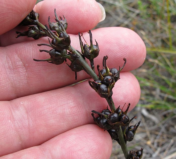 Esperance Wildflowers: Haemodorum brevisepalum – Short Sepal Bloodroot