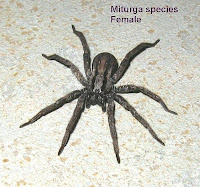 Esperance Fauna: Miturgidae - Miturga species