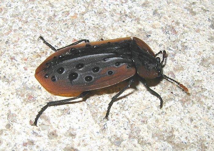 Esperance Fauna: Carrion Beetle - Ptomaphila lacrymosa