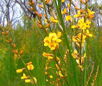 Esperance Wildflowers: Golden Spray - Viminaria juncea