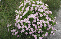 Esperance Wildflowers: Pink Rice Flower - Pimelea ferruginea