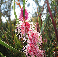 Esperance Wildflowers: Grass Leaf Hakea - Hakea multilineata