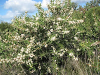 Esperance Wildflowers: Frog Hakea - Hakea nitida
