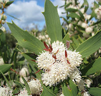 Esperance Wildflowers: Frog Hakea - Hakea nitida