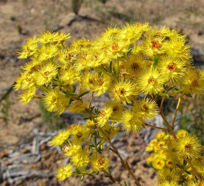 Esperance Wildflowers: Verticordia chrysantha - Feather Flower