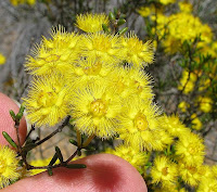 Esperance Wildflowers: Verticordia chrysantha - Feather Flower