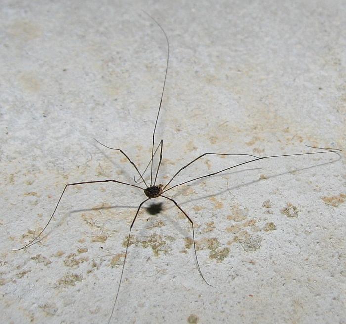 Esperance Fauna: Harvestmen - Opiliones sp.