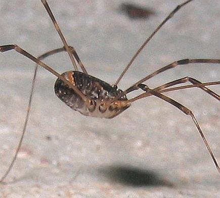 Esperance Fauna: Harvestmen - Opiliones sp.