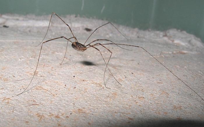Esperance Fauna: Harvestmen - Opiliones sp.
