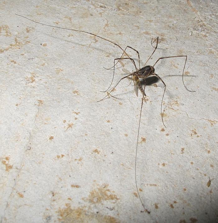 Esperance Fauna: Harvestmen - Opiliones sp.