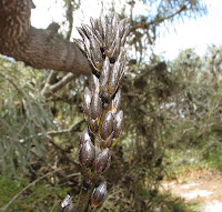 Esperance Wildflowers: Haemodorum spicatum – Bloodroot