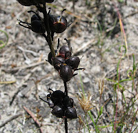 Esperance Wildflowers: Haemodorum spicatum – Bloodroot