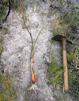 Esperance Wildflowers: Haemodorum spicatum – Bloodroot
